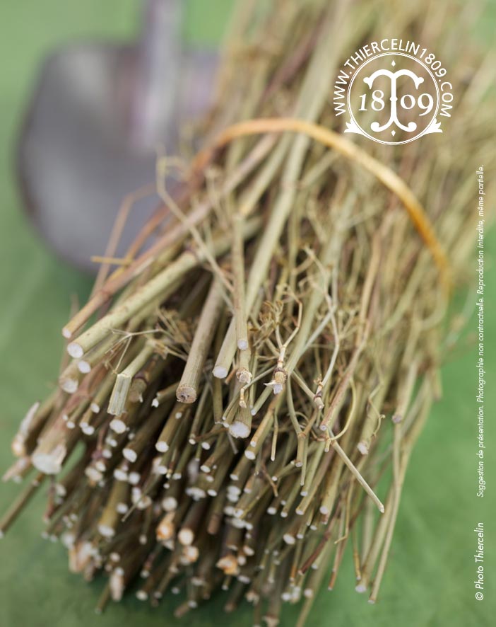 FENNEL BRANCHES, whole dried, perforated plastic bag, 500 g ...